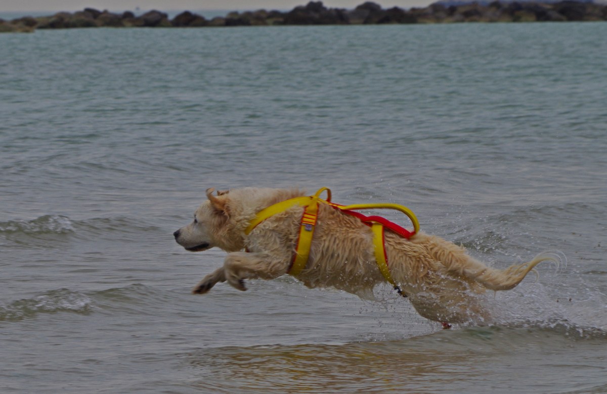 Sea Rescue Dog | Navigating Life in Abruzzo